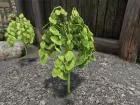 A Potato Plant モデル・テクスチャ - Skyrim Special Edition Mod データベース MOD紹介・まとめサイト