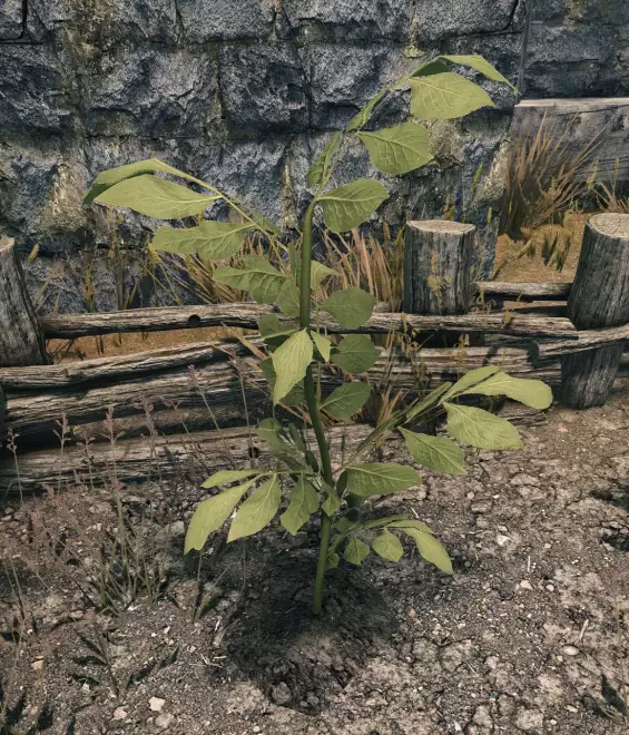 A Potato Plant モデル・テクスチャ - Skyrim Special Edition Mod データベース MOD紹介・まとめサイト